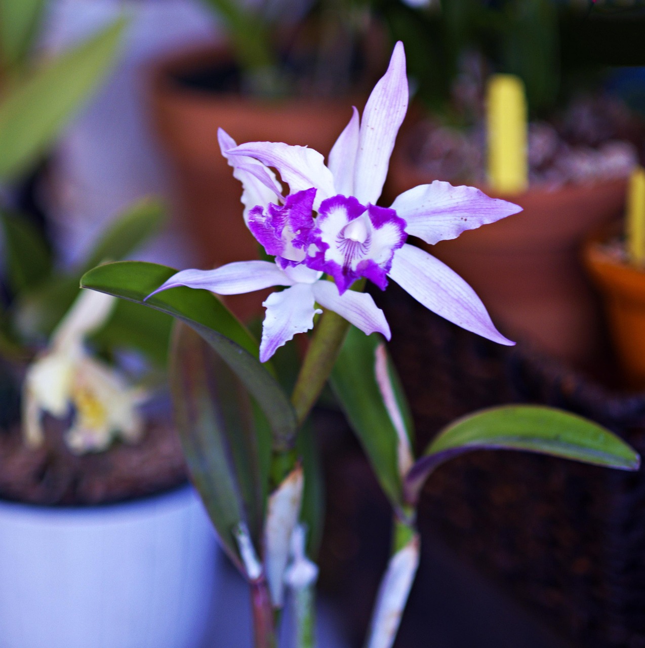 Cattliana The Cosmoc Queen Orchid - Free photo on Pixabay - Pixabay