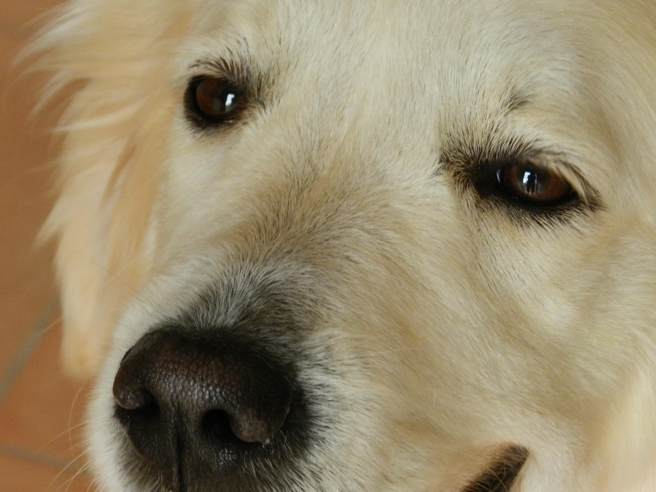 Animal Dog Look Black Truffle - Free photo on Pixabay
