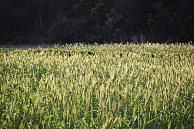 Weizenfeld Weizen Landwirtschaft - Kostenloses Foto auf Pixabay - Pixabay
