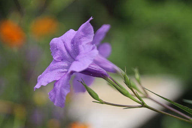 Blumen Lilane Natur - Kostenloses Foto auf Pixabay - Pixabay