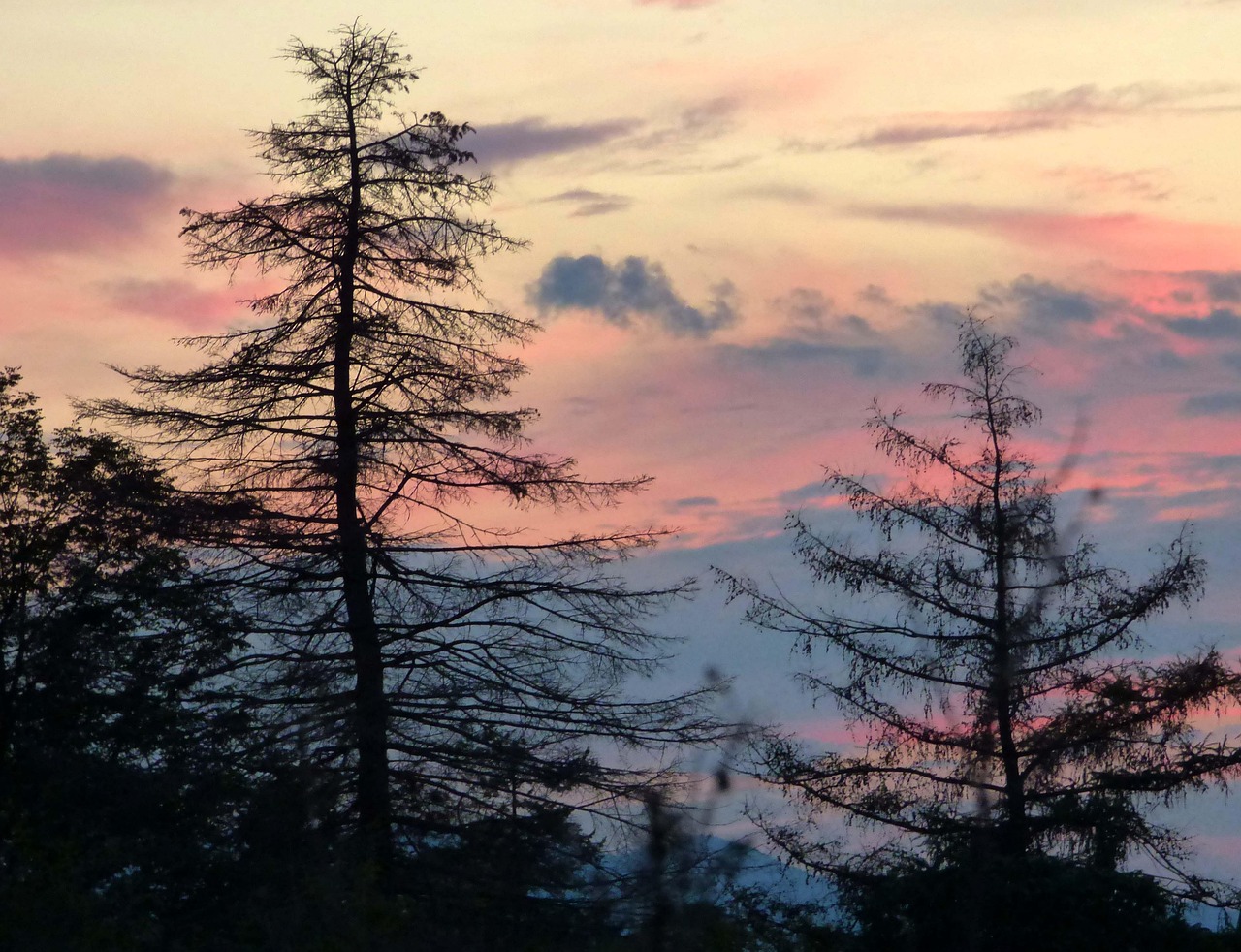 Cemara Senja Langit - Foto gratis di Pixabay - Pixabay