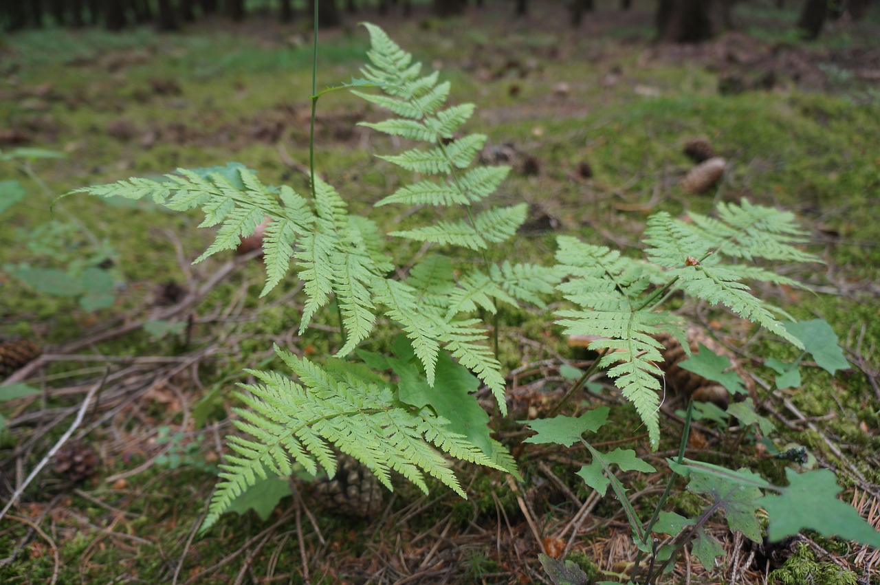 Dryopteris Spinulosa - Free photo on Pixabay
