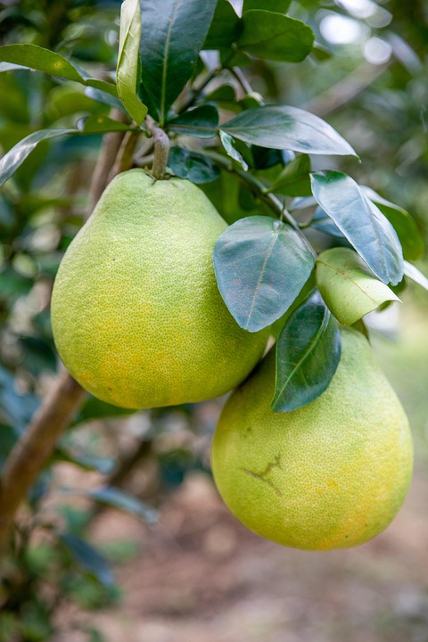 Grapefruits Citrus Fruits Trees - Free photo on Pixabay