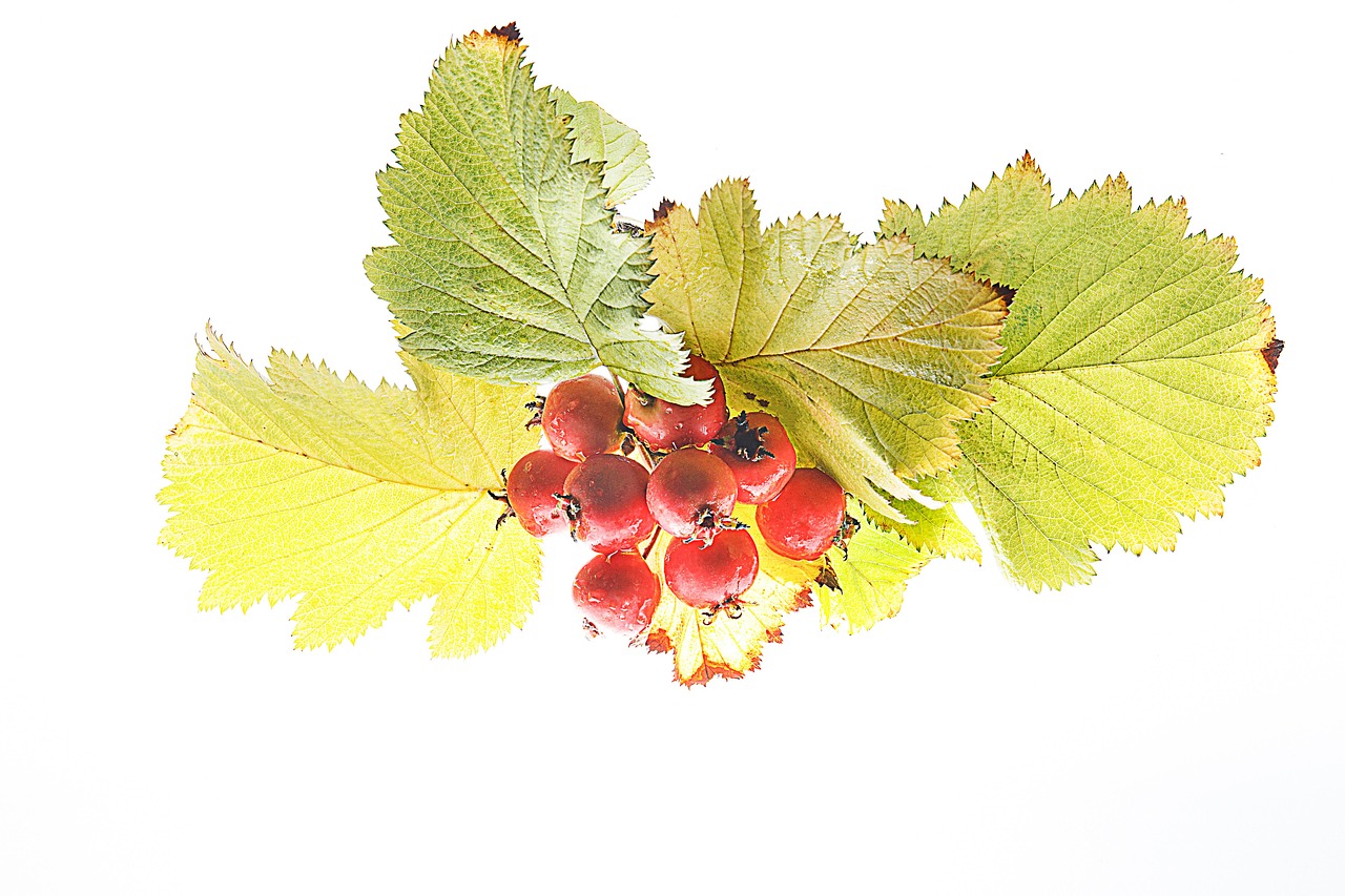 Fruit Hawthorn Autumn - Free photo on Pixabay - Pixabay