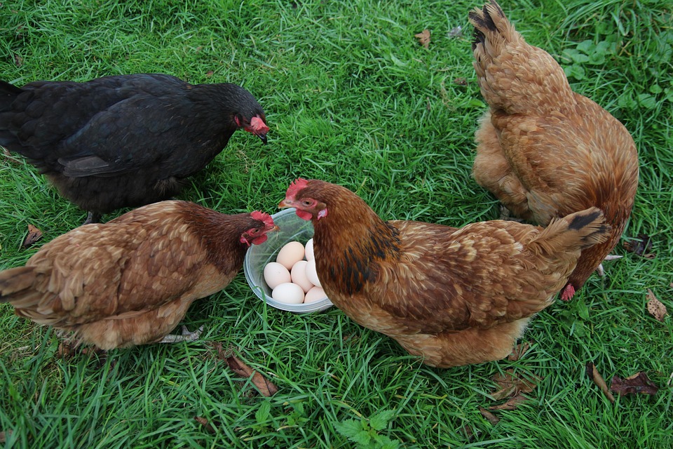 Chickens Hens Free-Range - Free photo on Pixabay