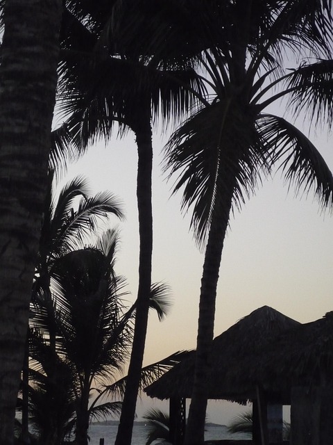Dusk Coconut Trees Sea Thatch - Free photo on Pixabay - Pixabay
