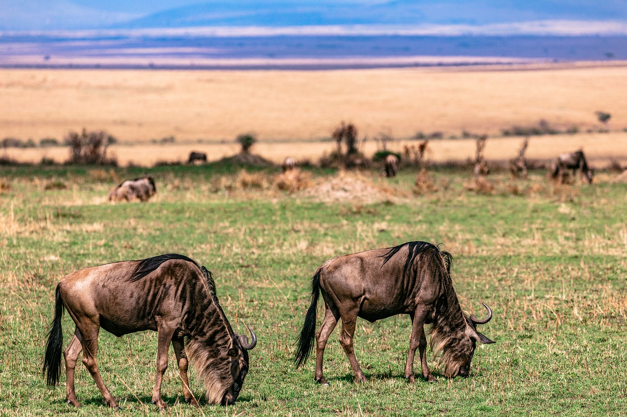 300+ Free Wildebeest & Wildlife Images - Pixabay