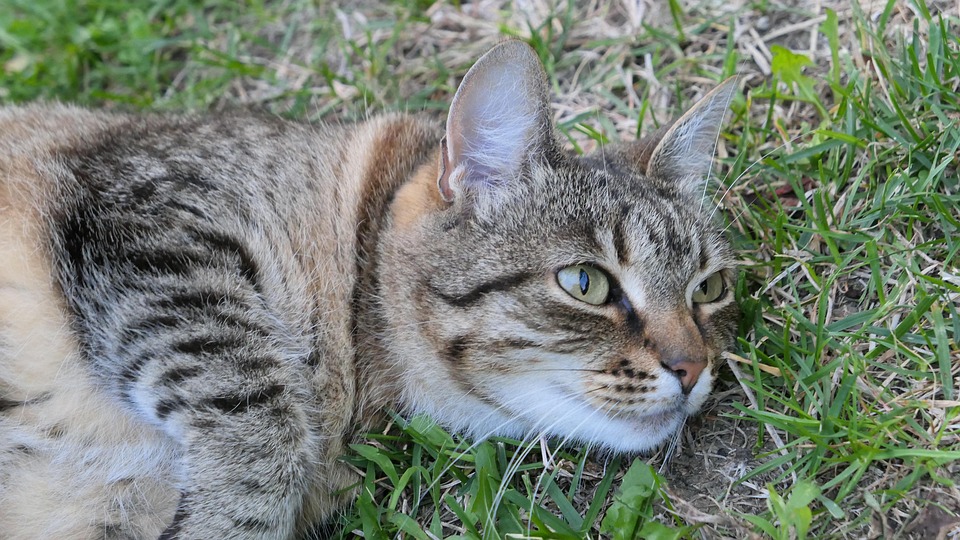Cat Feline Tiger - Free photo on Pixabay - Pixabay