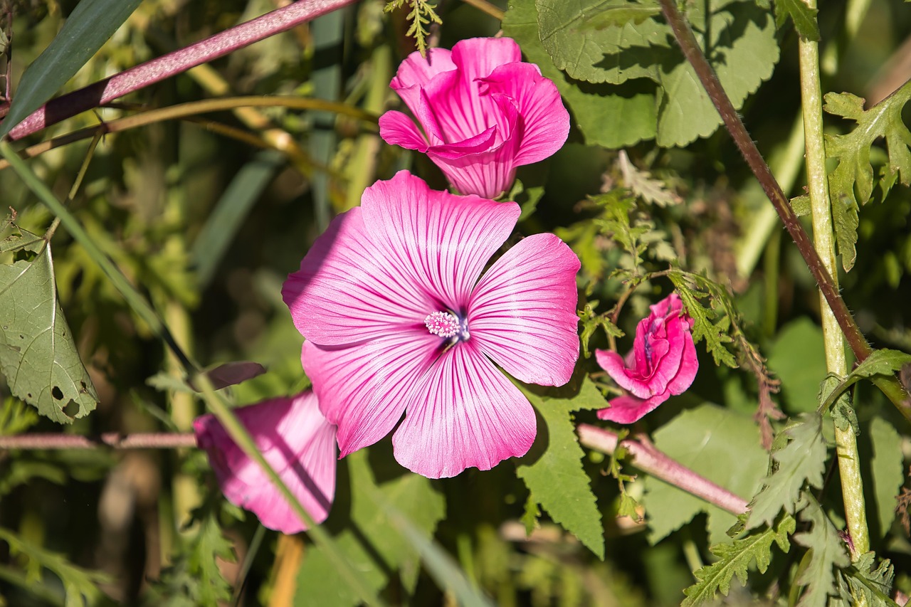 Fleurs Roses Jardin - Photo gratuite sur Pixabay - Pixabay