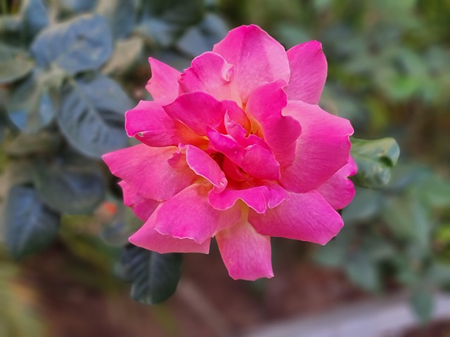 Rosa Flora Flor - Foto gratuita no Pixabay - Pixabay