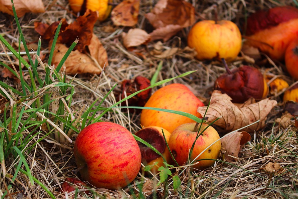 Apples Windfall Fruit - Free photo on Pixabay