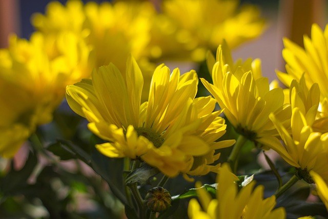 Floare Frunze Plante - Fotografie gratuită pe Pixabay - Pixabay