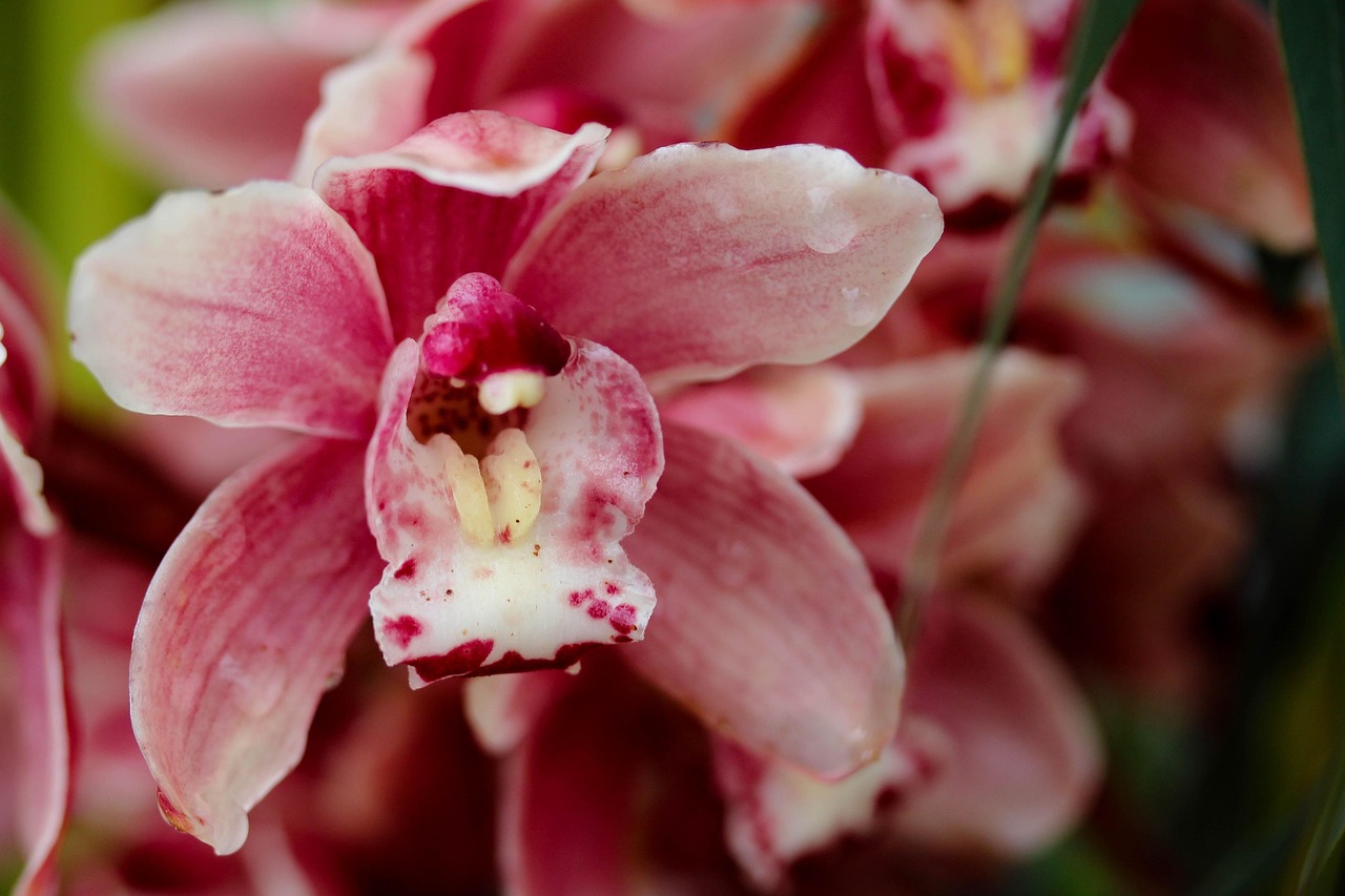 Orchidee Blume Pflanze - Kostenloses Foto auf Pixabay - Pixabay