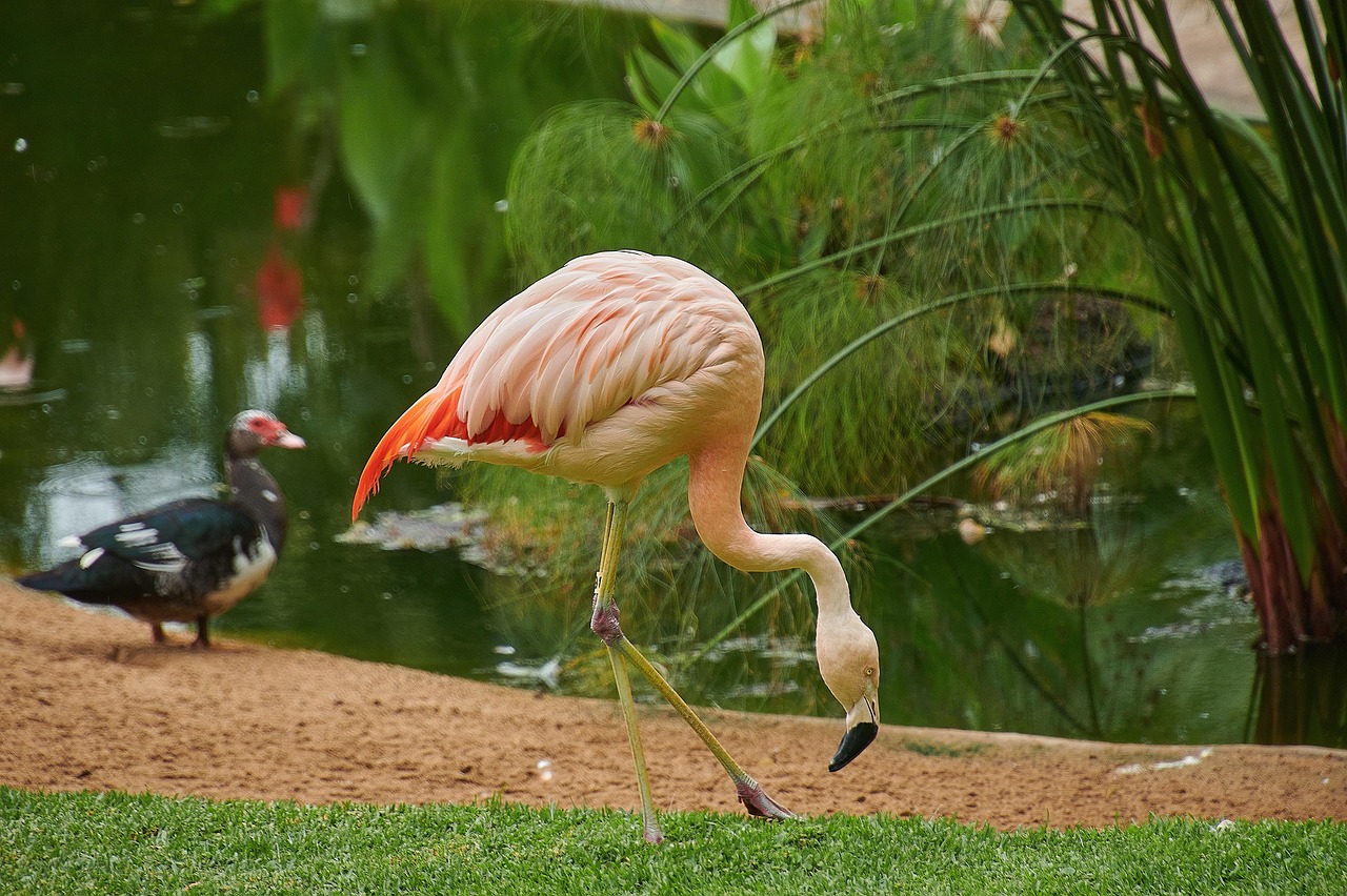 2,000+ Free Flamingo & Nature Images - Pixabay