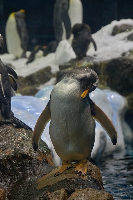 Penguin Birds Animal - Free photo on Pixabay