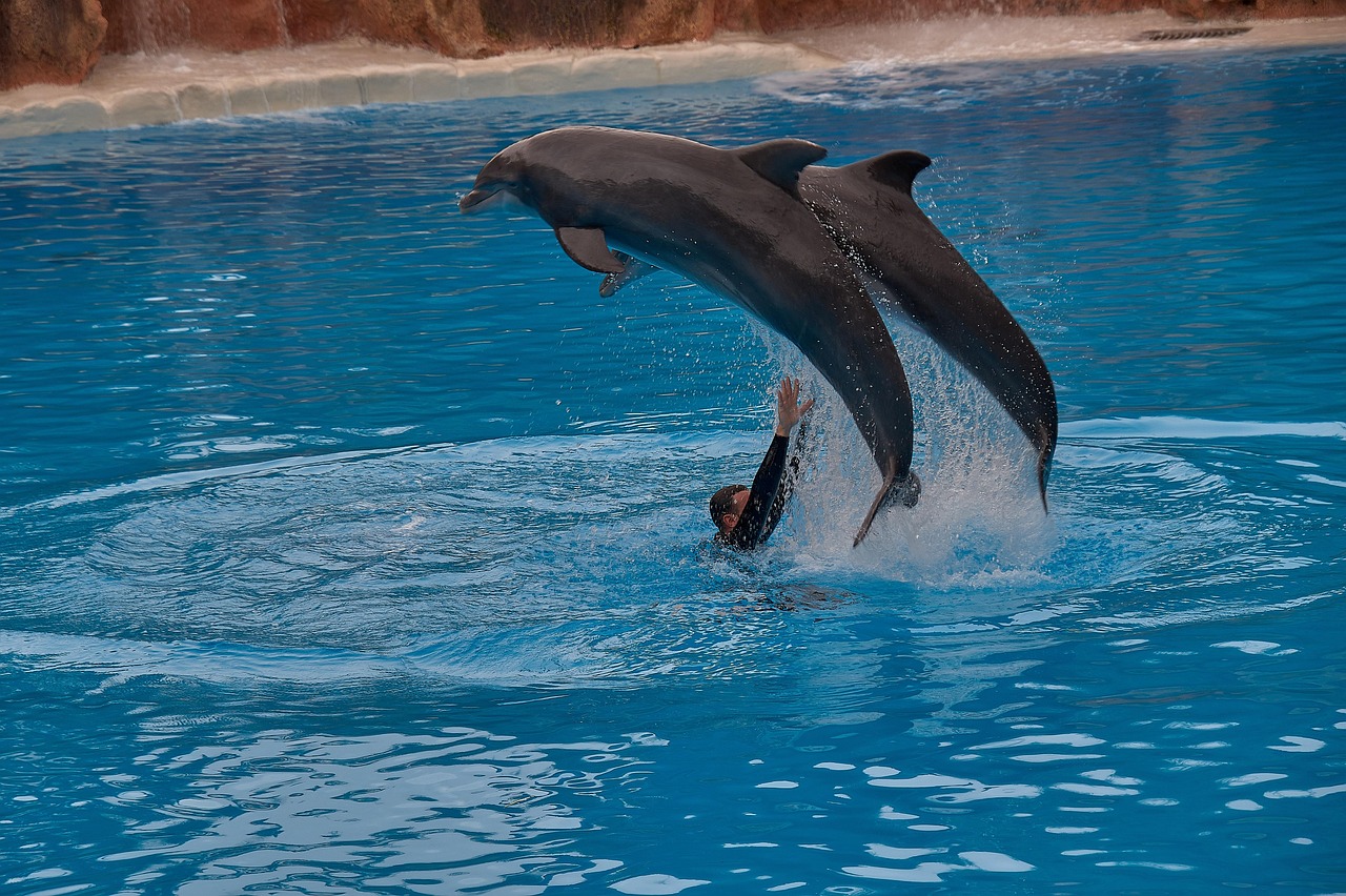 20,000+ Free Dolphin Fish & Dolphin Images - Pixabay