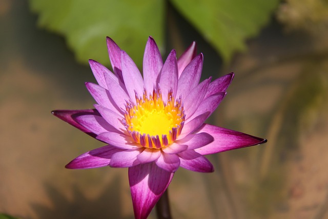 Flower Lotus Flora - Free photo on Pixabay - Pixabay