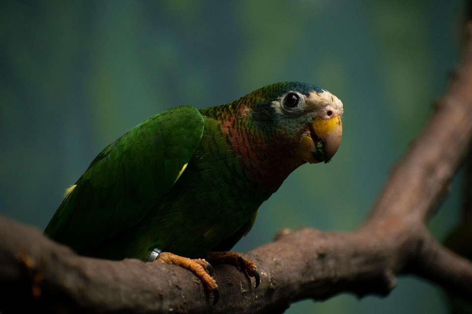 Parrot Bird Nature - Free photo on Pixabay - Pixabay