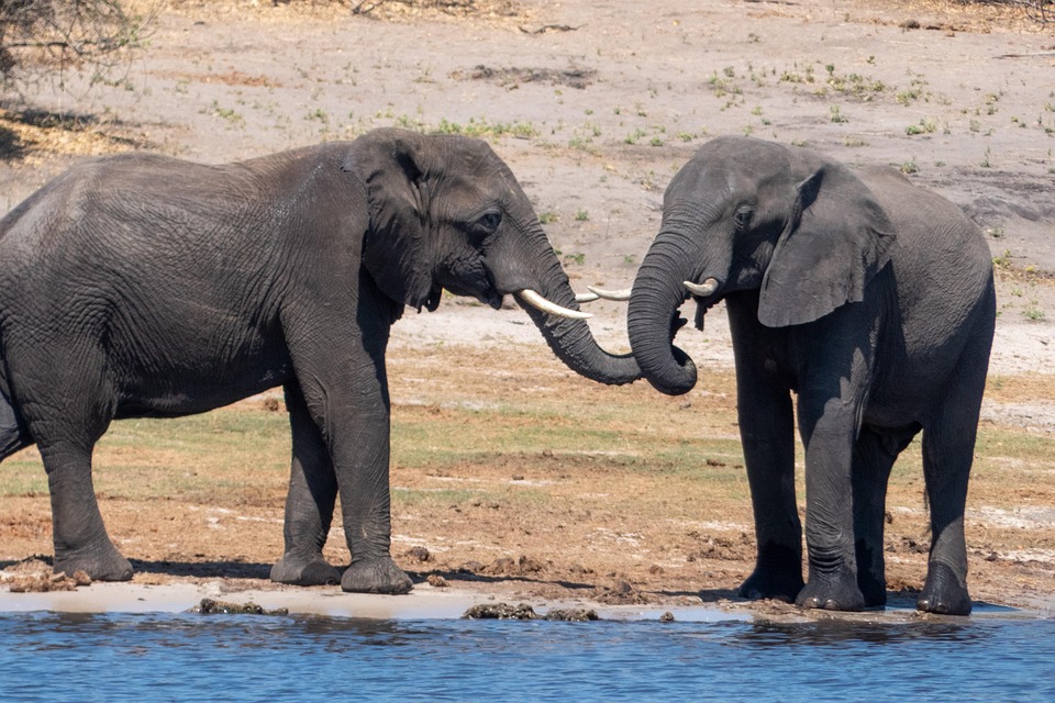 Elephants Animals Mammals - Free photo on Pixabay