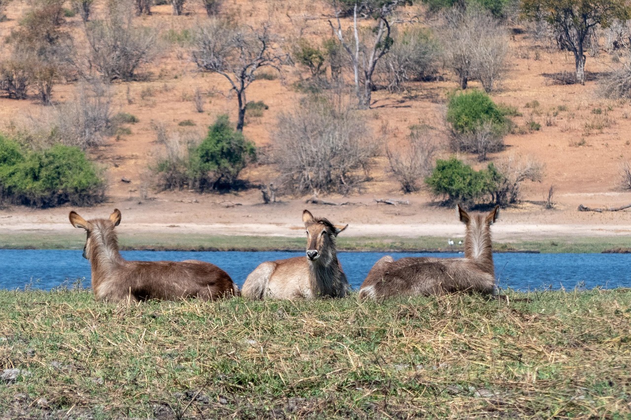 Antilopes Fleuve Safari - Photo gratuite sur Pixabay - Pixabay