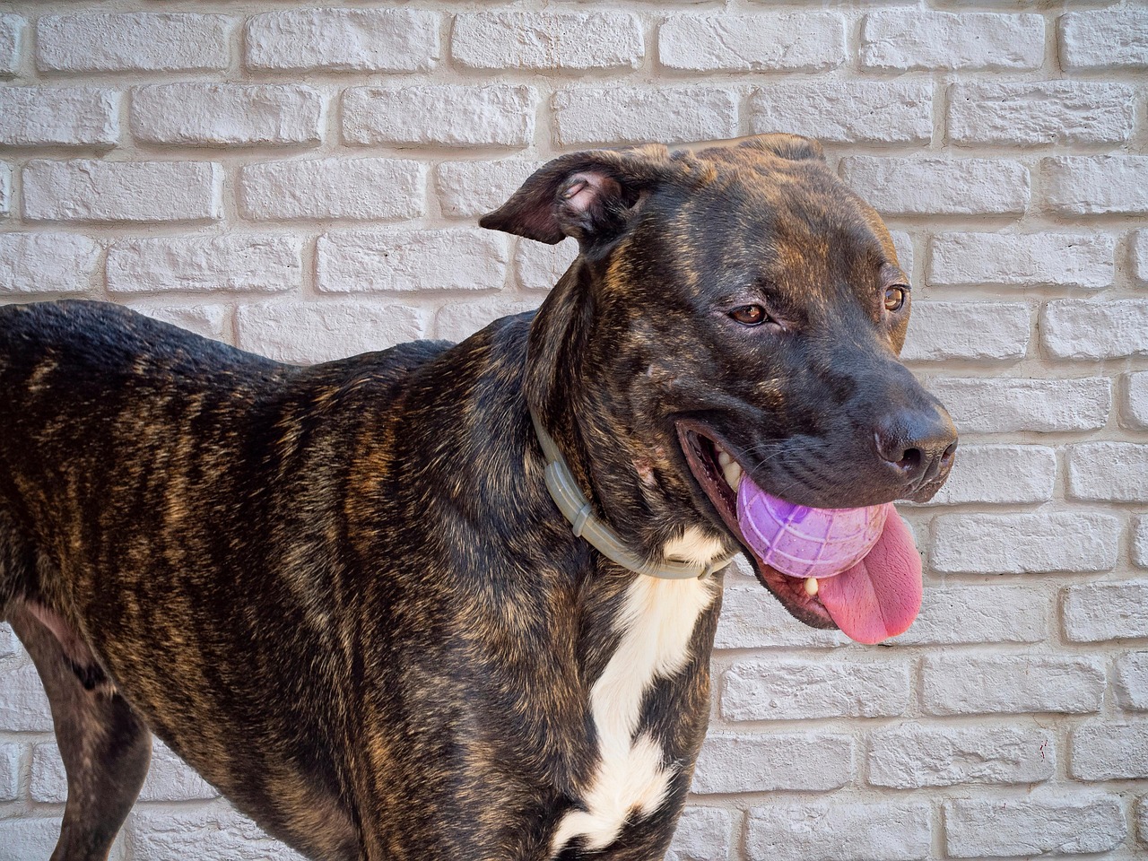 Dog Can Animal - Free photo on Pixabay - Pixabay