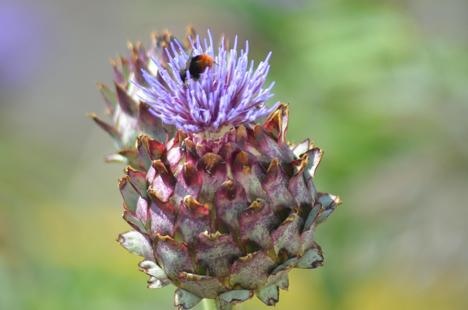 Thistle Bee Nature - Free photo on Pixabay
