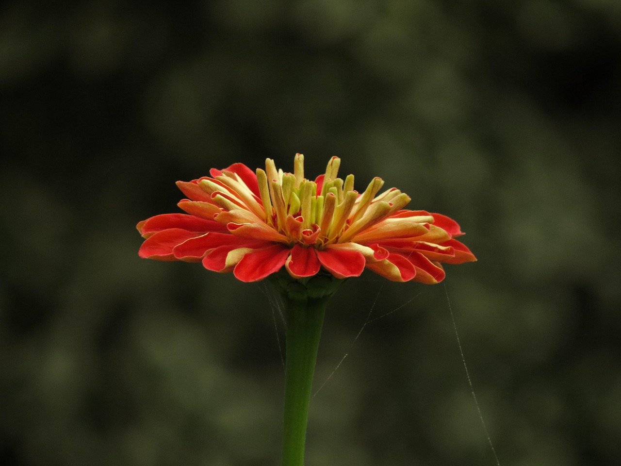 Zinnia Fleur Nature - Photo gratuite sur Pixabay - Pixabay