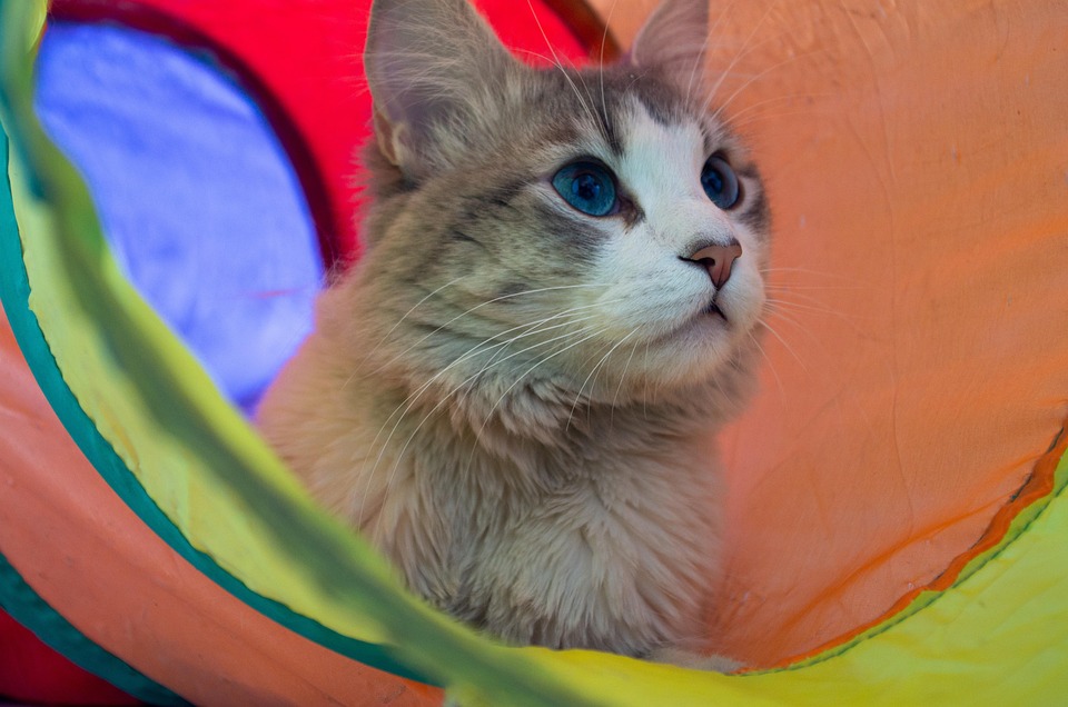 Veja Gatos Cores - Foto gratuita no Pixabay - Pixabay