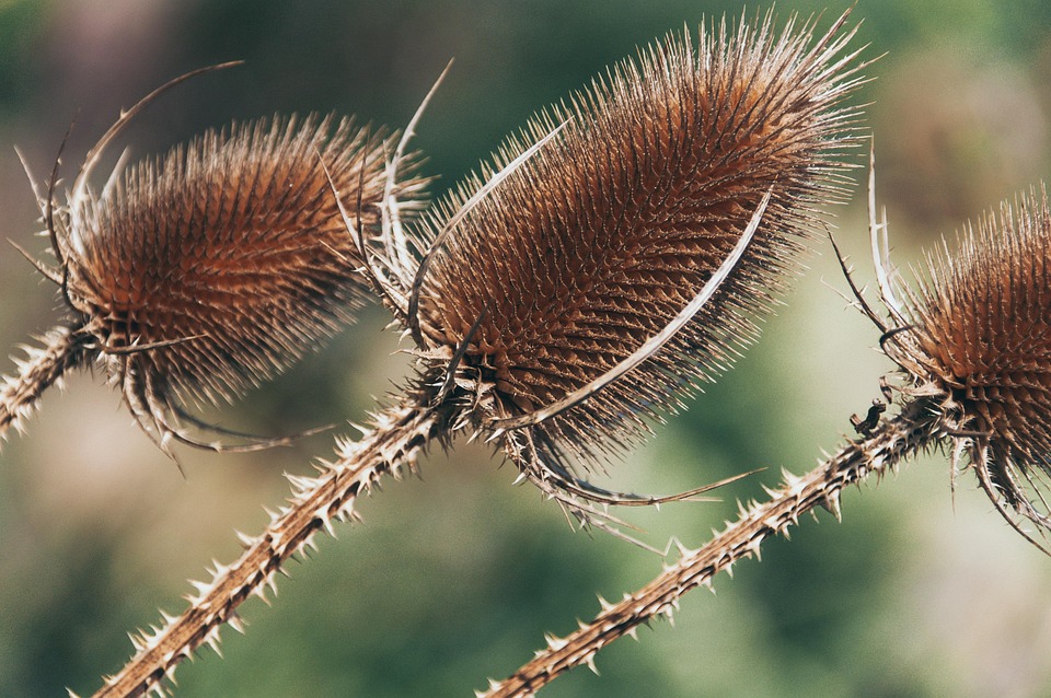 Thistle Plant Spur Dry - Free photo on Pixabay