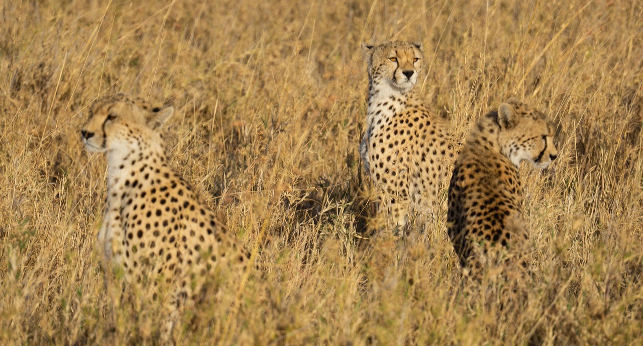 800+ Free Cheetahs & Nature Photos - Pixabay