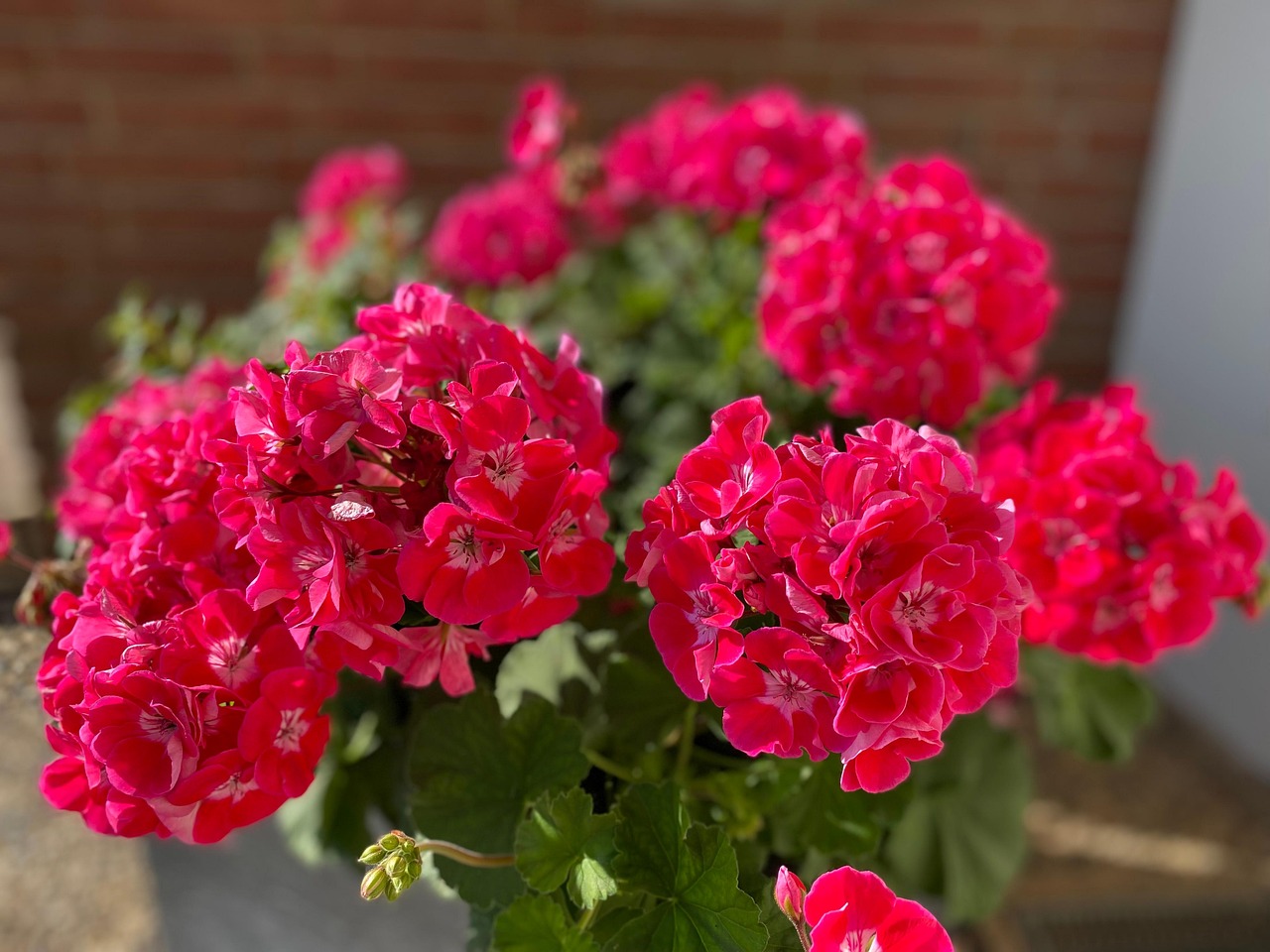 Blume Rose Rosa Geranie - Photo gratuite sur Pixabay - Pixabay