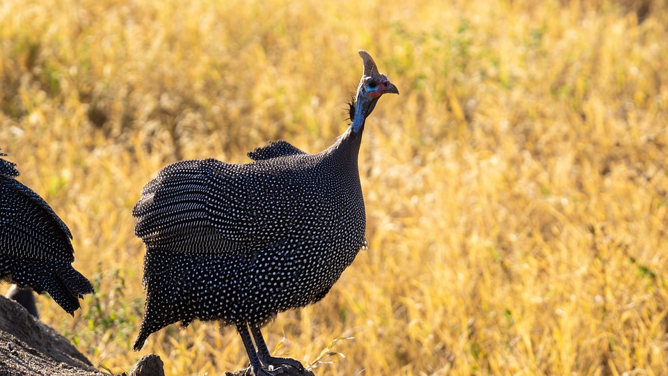 Gallina De Guinea Animal Tanzania - Foto gratis en Pixabay