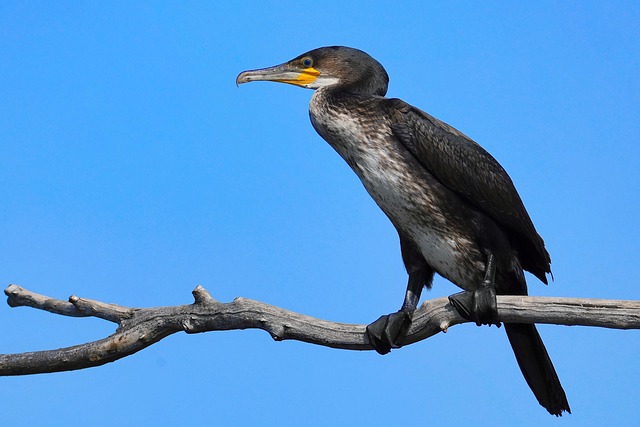 Cormorant Bird Branch - Free photo on Pixabay - Pixabay