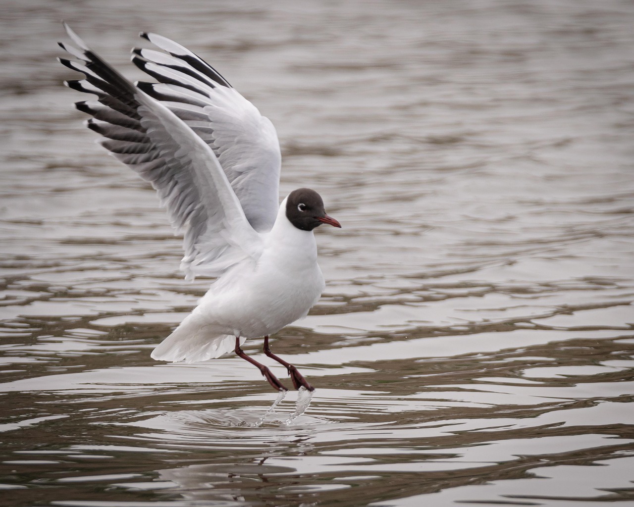 Mouette Oiseau Lac Observation Des - Photo gratuite sur Pixabay - Pixabay