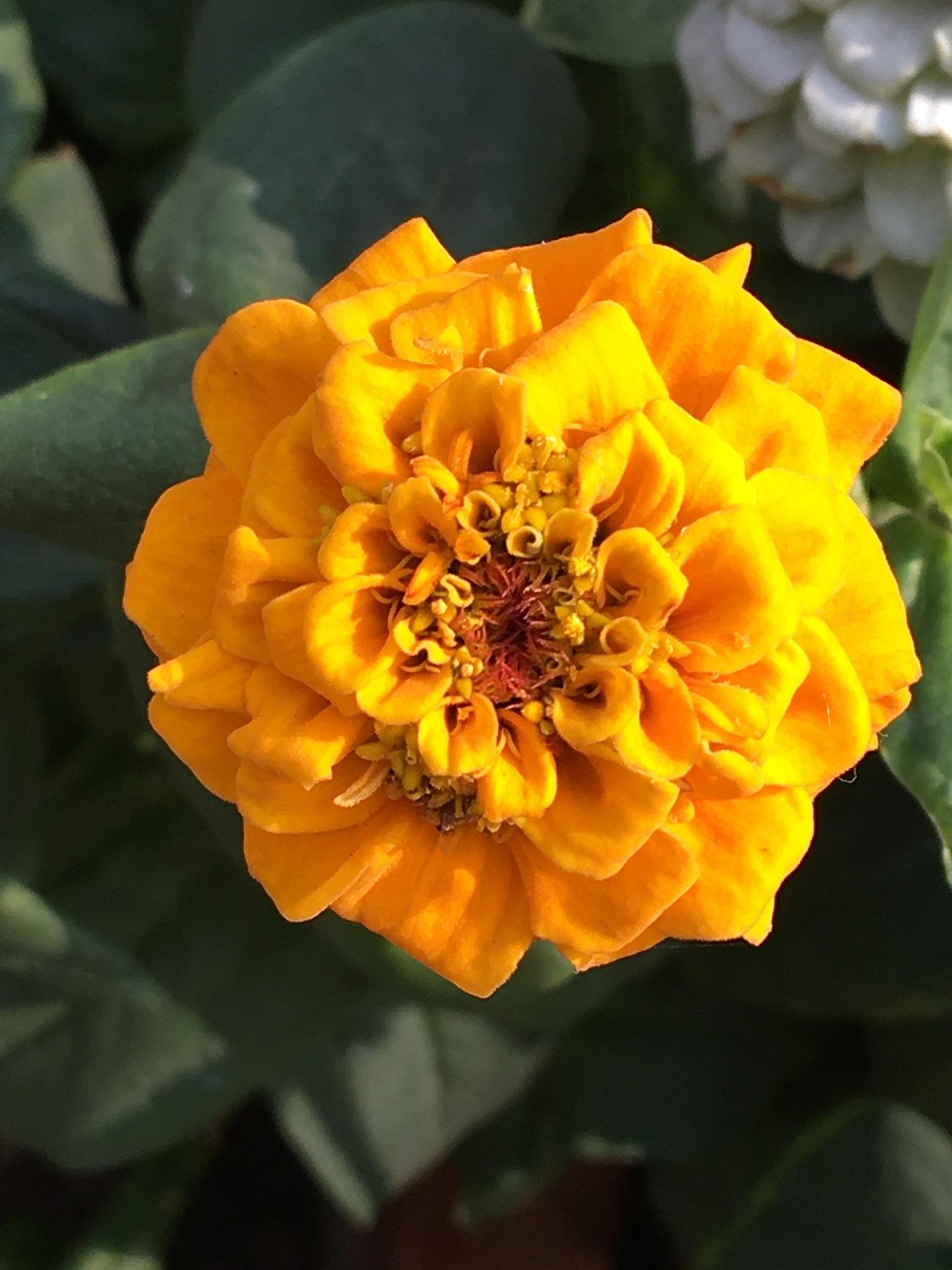 Fleur Souci Botanique - Photo gratuite sur Pixabay - Pixabay