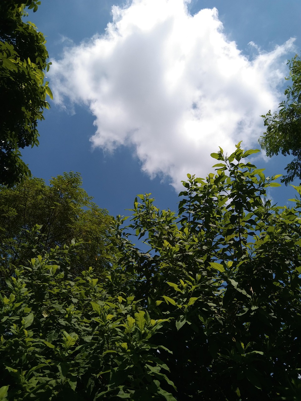 Ciel Arbre Nature - Photo gratuite sur Pixabay - Pixabay