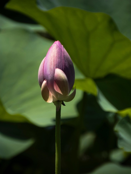 Flower Bud Lotus Water Lily Pink - Free photo on Pixabay