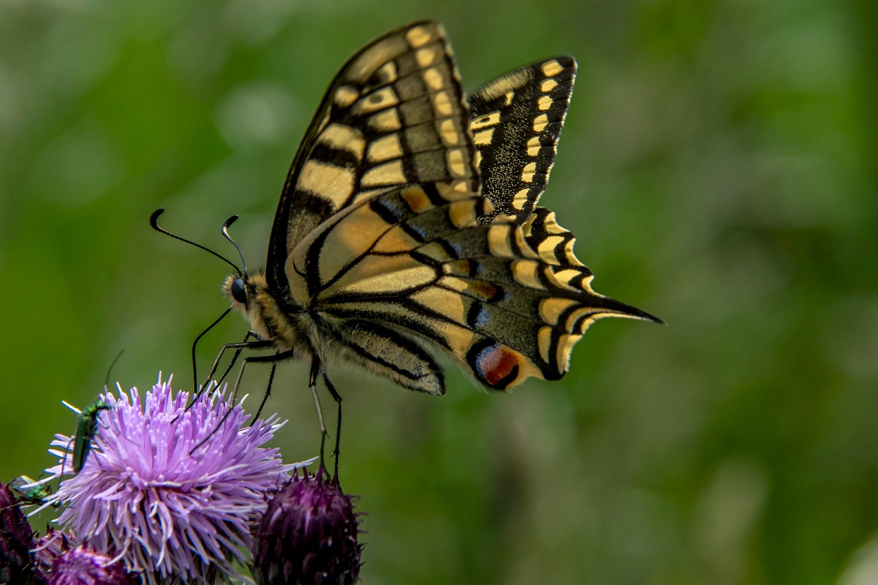Butterfly Flower Pollinate - Free photo on Pixabay