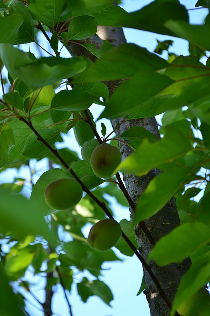 Vert Nature Abricots - Photo gratuite sur Pixabay - Pixabay