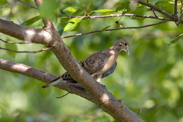 Dove Bird Perched - Free photo on Pixabay - Pixabay