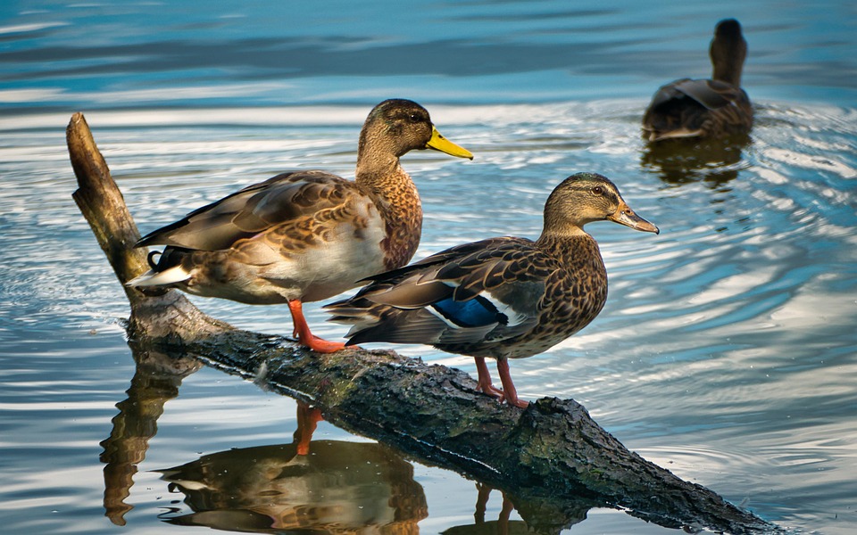 Patos Impresionantesrefugios Lago - Foto gratis en Pixabay