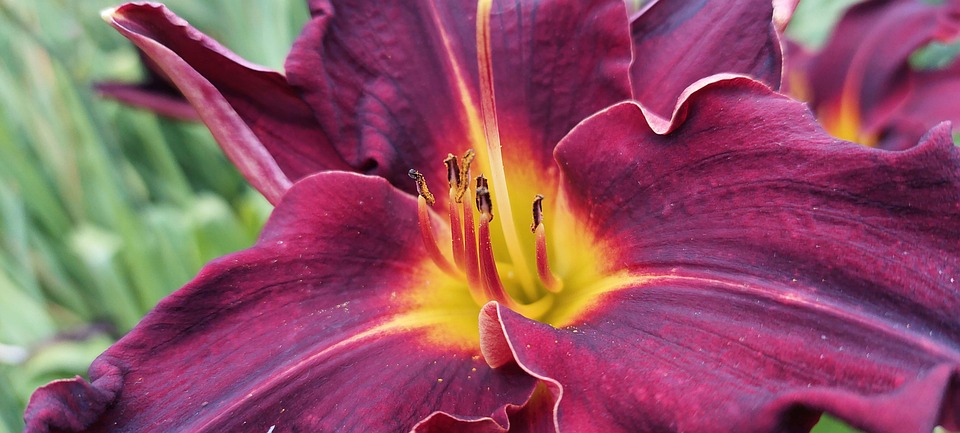 Reblooming Daylily Lily - Free photo on Pixabay