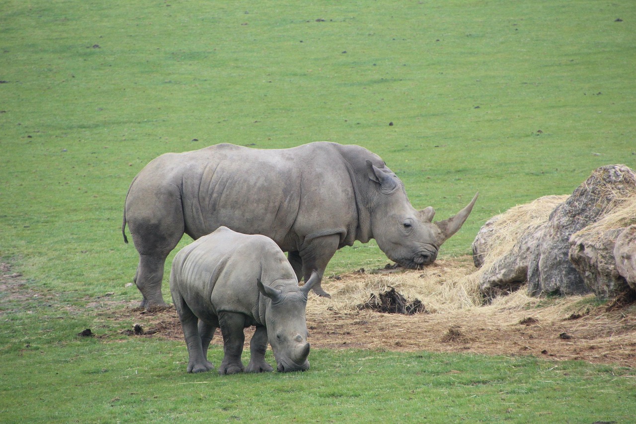 Rhinoceros Animals Safari - Free photo on Pixabay - Pixabay