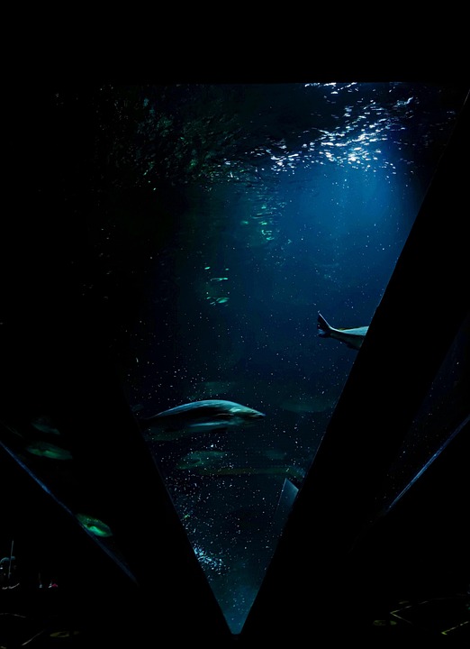 Diamond Aquarium Fish - Free photo on Pixabay