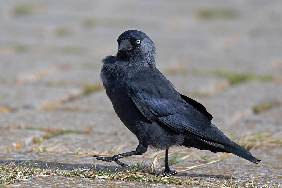Grajilla Cuervo Pájaro - Foto gratis en Pixabay - Pixabay