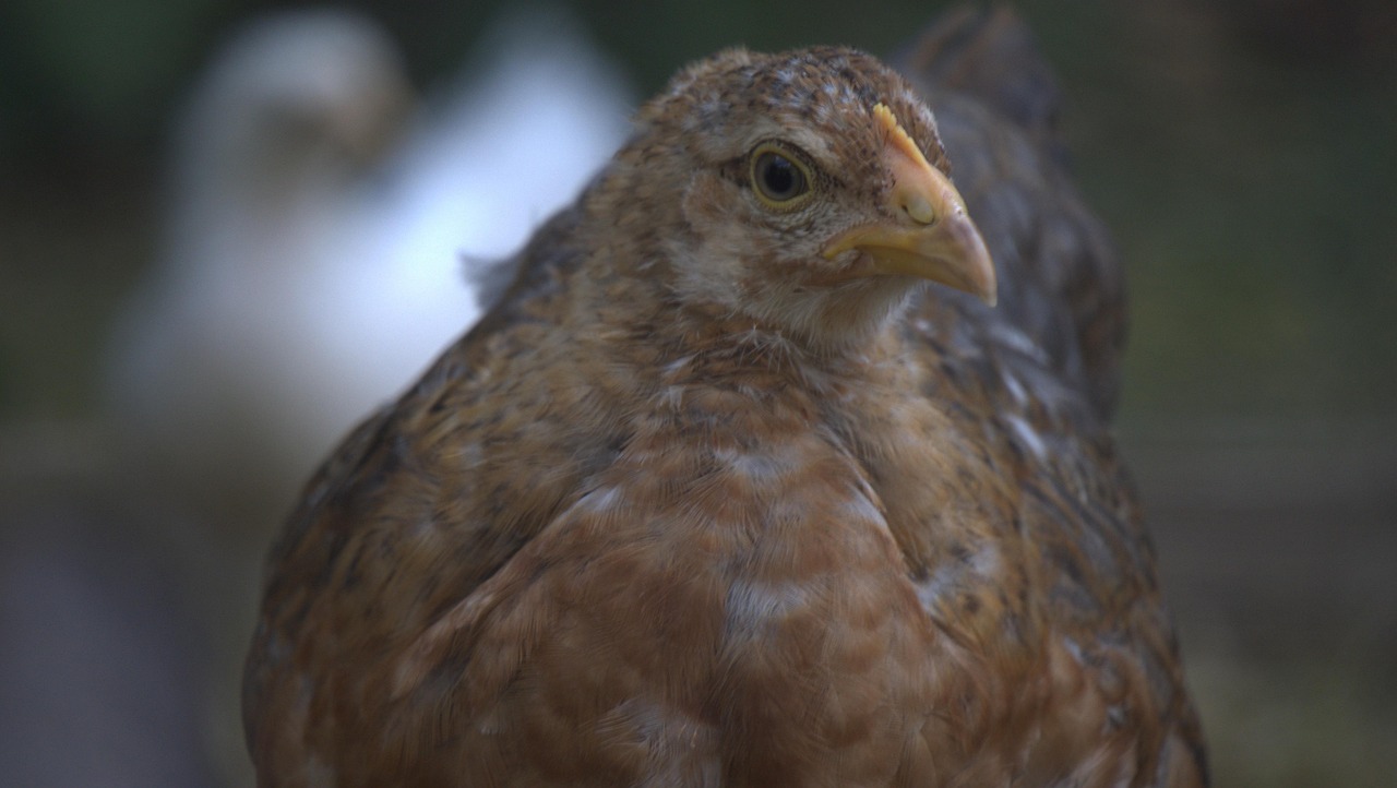 Chicken Hen Poultry - Free photo on Pixabay - Pixabay