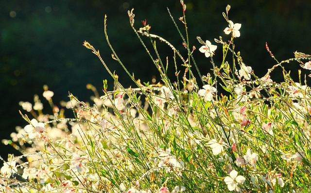 Blumen Wiese Wildblumen - Kostenloses Foto auf Pixabay - Pixabay