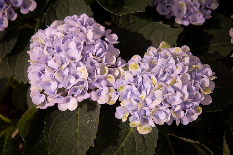 Flowers French Hydrangea Blossoms - Free photo on Pixabay - Pixabay