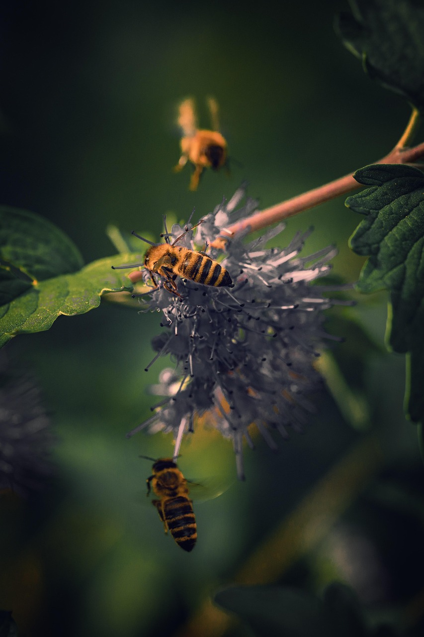 Abejas Flores Polinización - Foto gratis en Pixabay - Pixabay