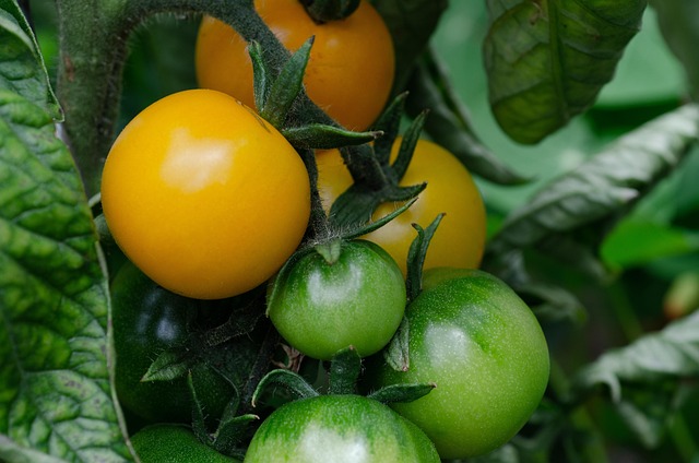 Tomates Cosecha Verduras - Foto gratis en Pixabay - Pixabay